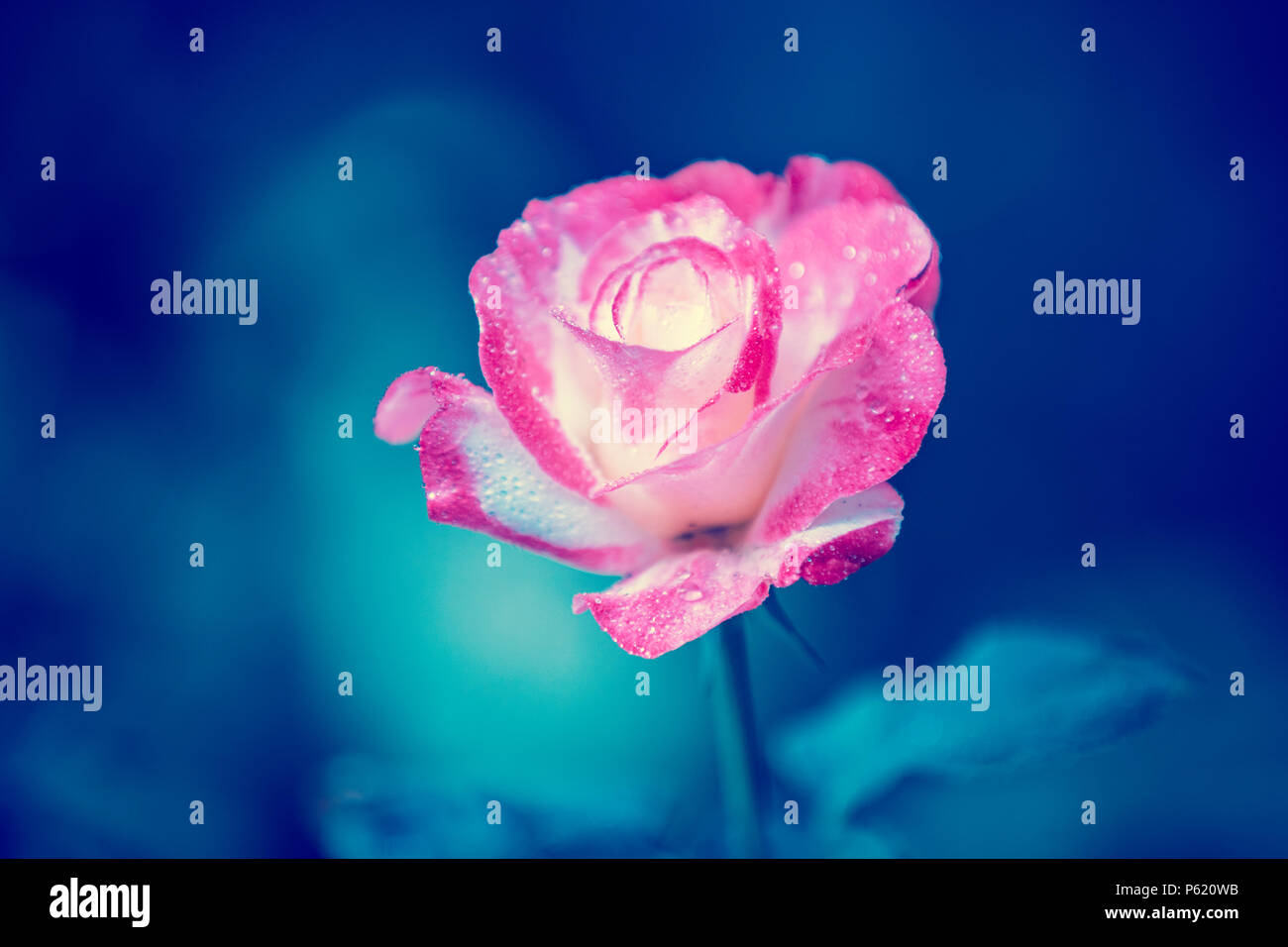 Vintage flower background. Double Delight rose against blue background ...