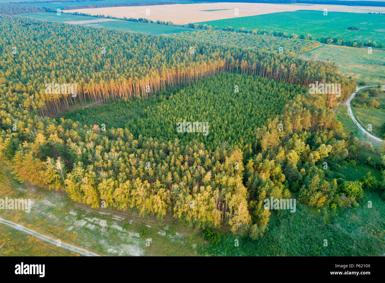 Aerial view of the pine forest and countrysides in evening Stock Photo ...