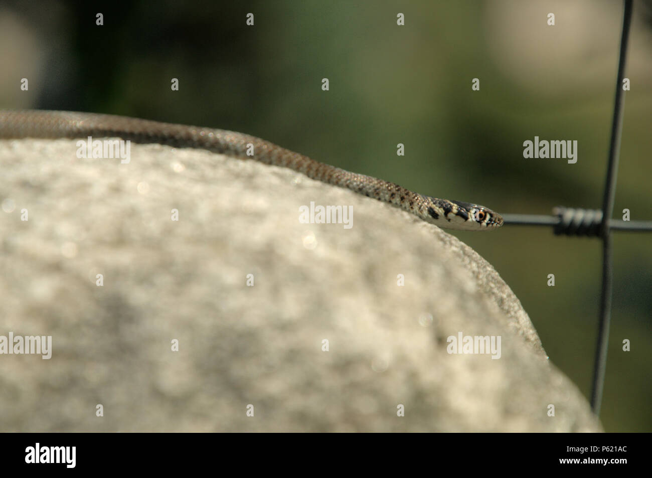 Snake Basking In Sunlight High Resolution Stock Photography and Images ...