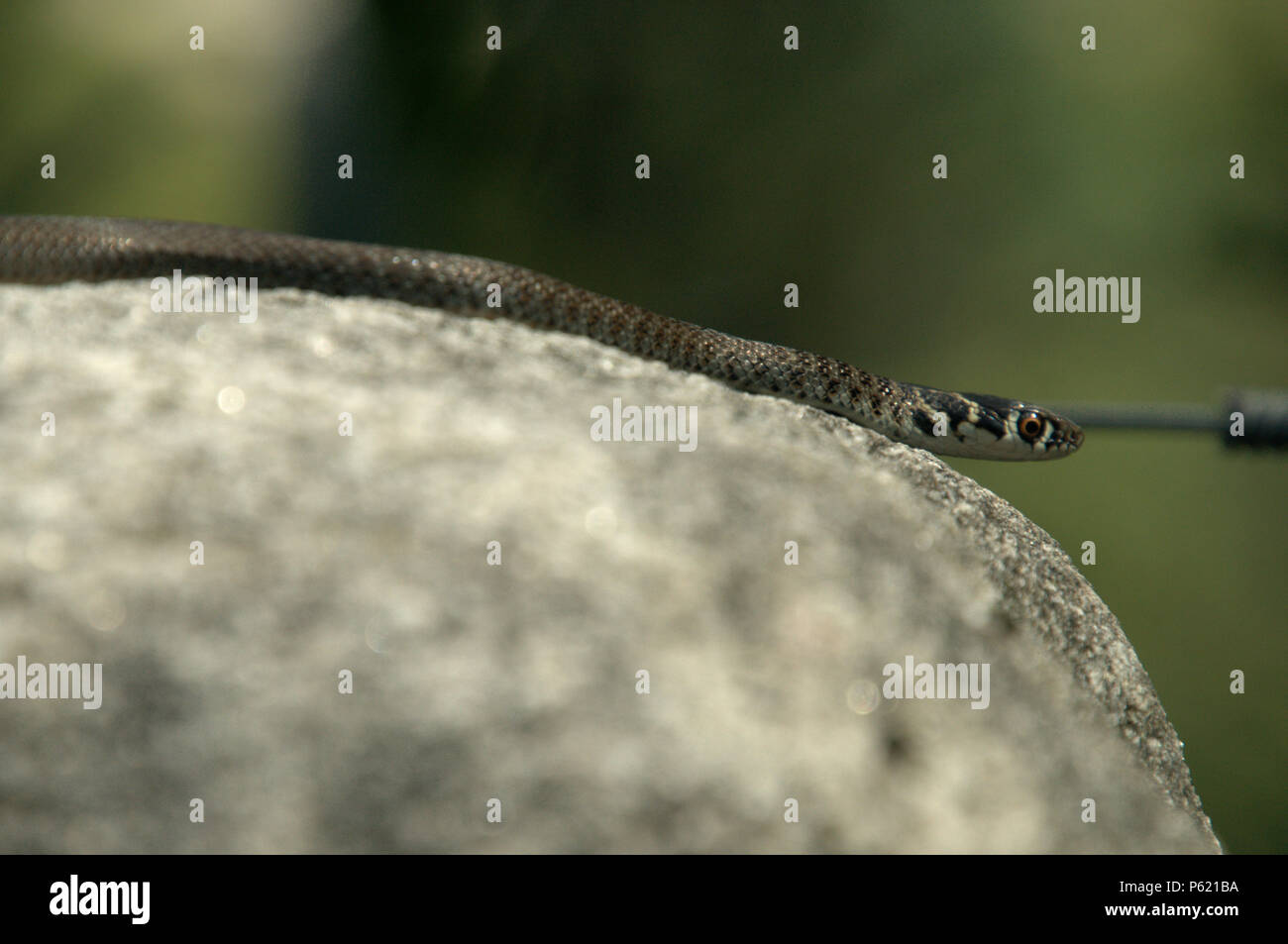Snake Basking In Sunlight High Resolution Stock Photography and Images ...
