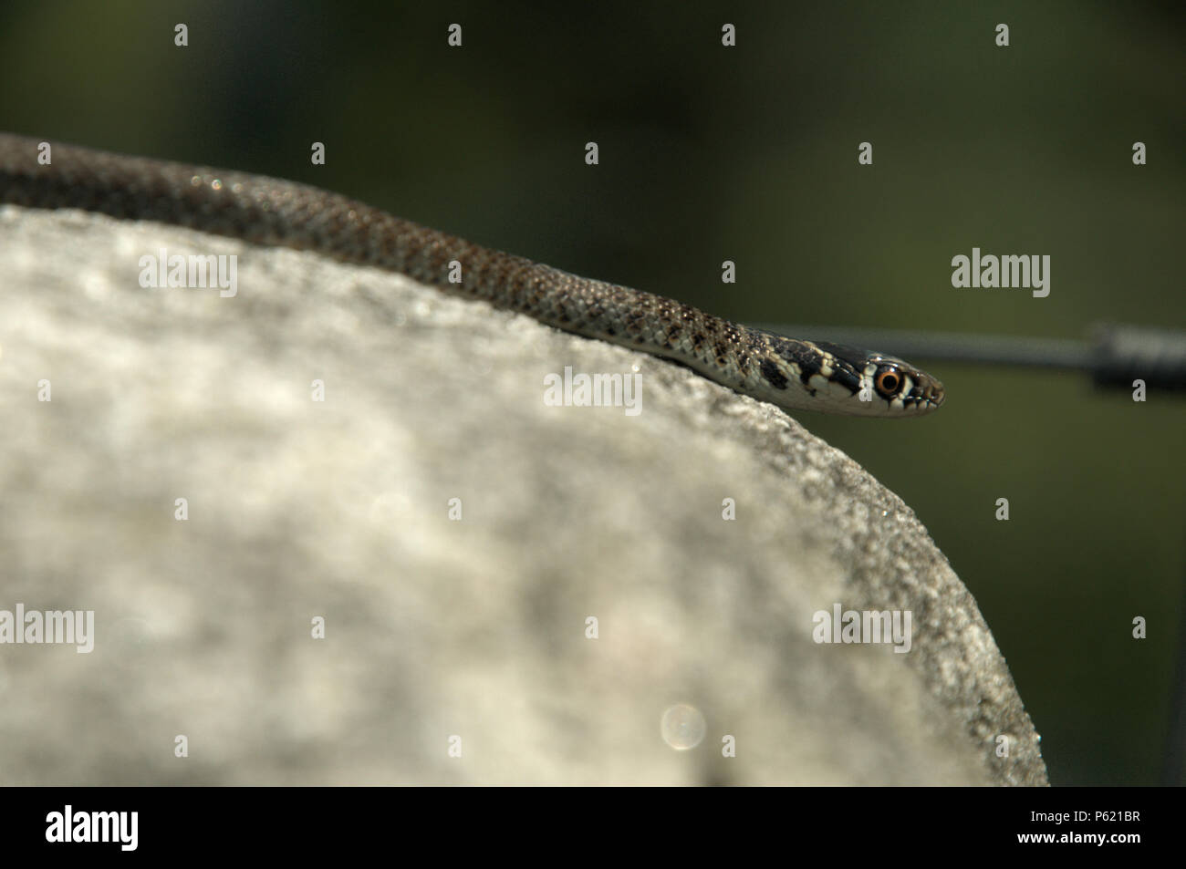 Snake sunning in the Valle Versasca, possibly Natrix sp Stock Photo - Alamy