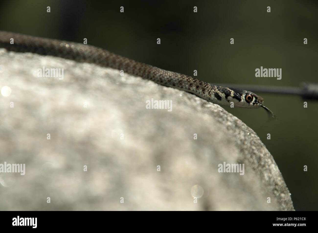 Snake basking in sunlight hi-res stock photography and images - Alamy