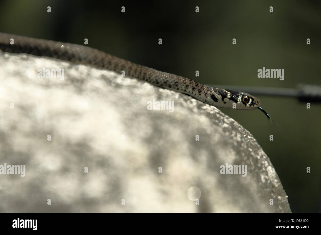 Snake Basking In Sunlight High Resolution Stock Photography and Images ...