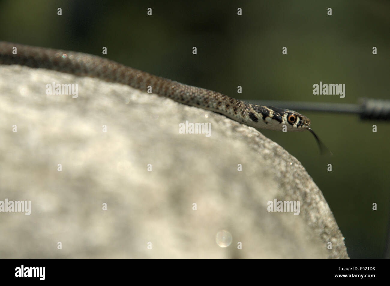 Snake basking in sunlight hi-res stock photography and images - Alamy