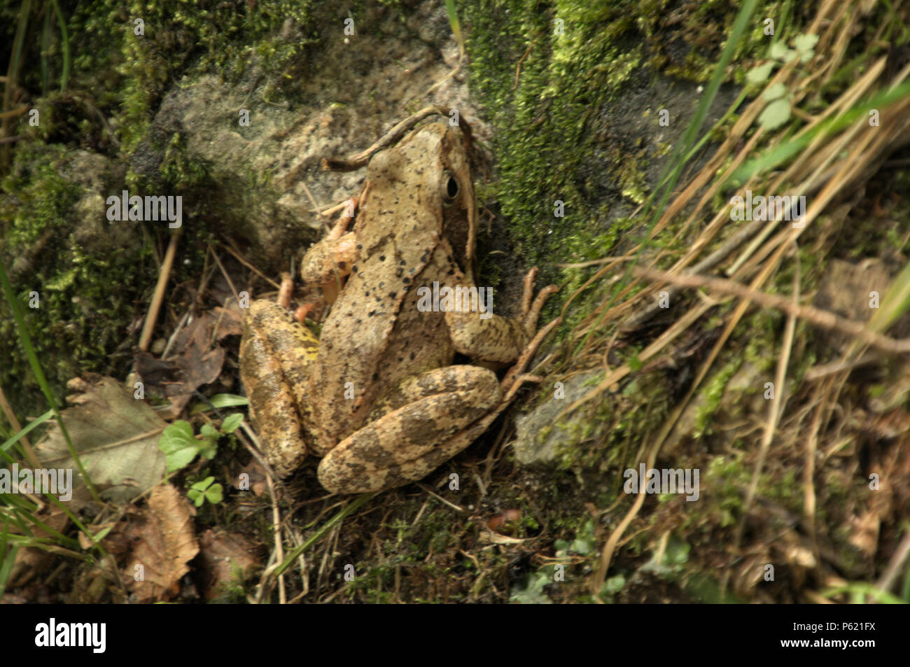 Frog rana sp hi-res stock photography and images - Alamy