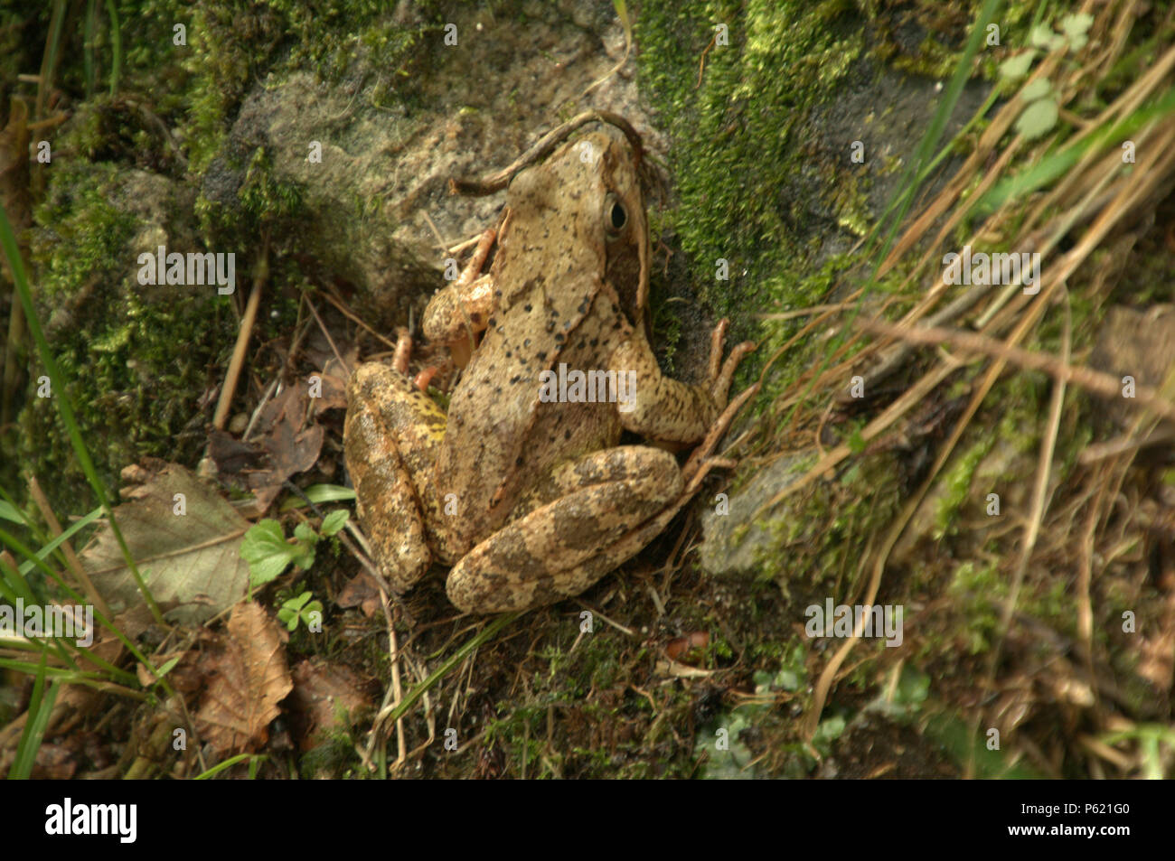 Rana sp.; wood frog in the woods of the Valle Versasca Stock Photo - Alamy