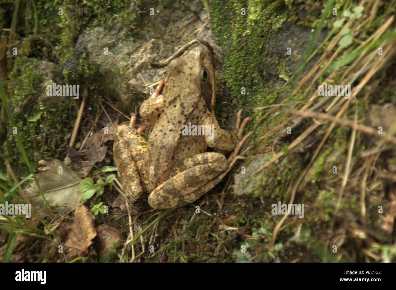 Frog rana sp hi-res stock photography and images - Alamy