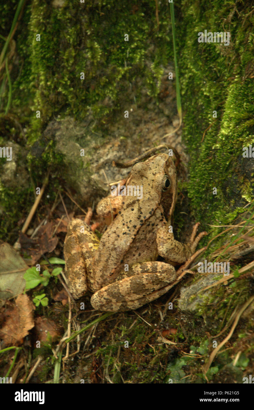 Rana sp.; wood frog in the woods of the Valle Versasca Stock Photo - Alamy