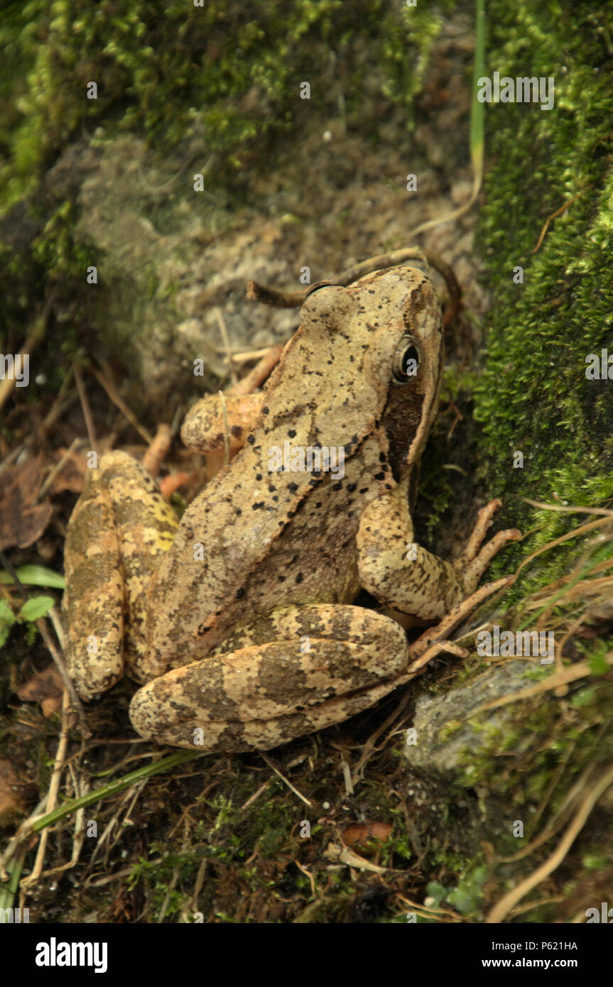 Rana sp.; wood frog in the woods of the Valle Versasca Stock Photo - Alamy