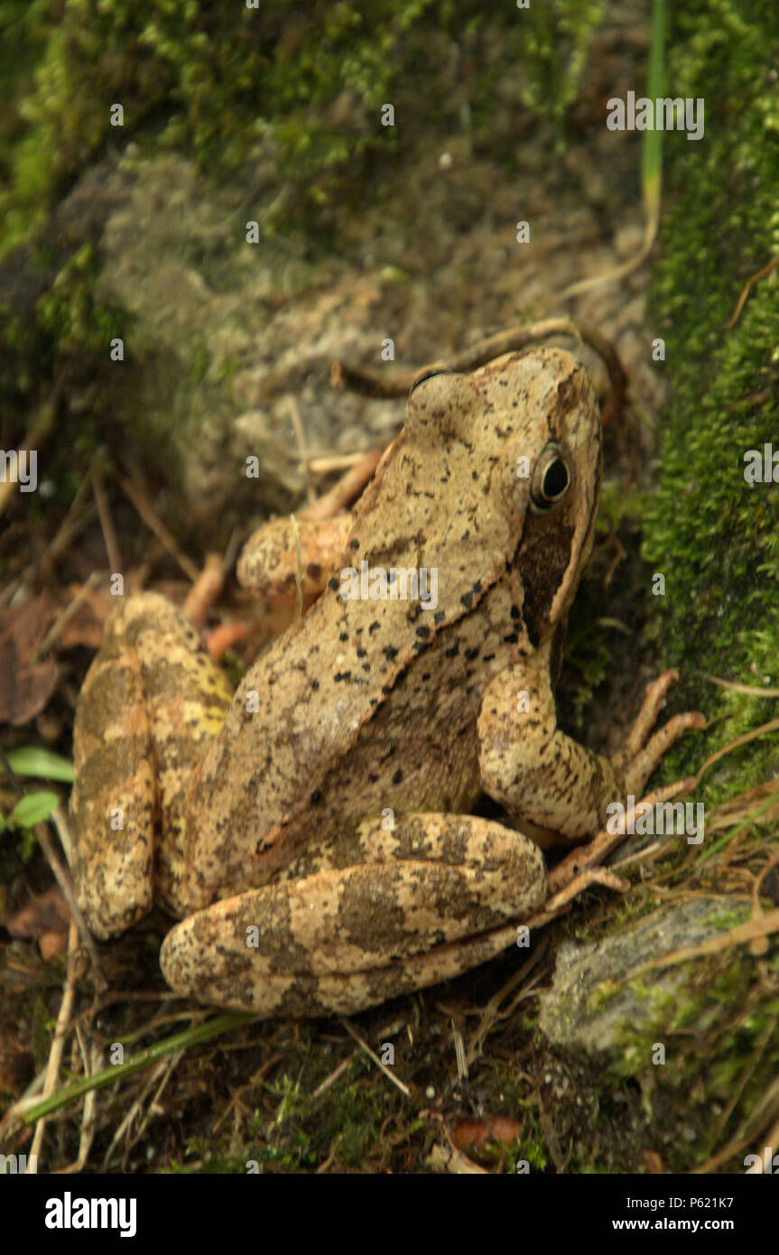 Frog rana sp hi-res stock photography and images - Alamy