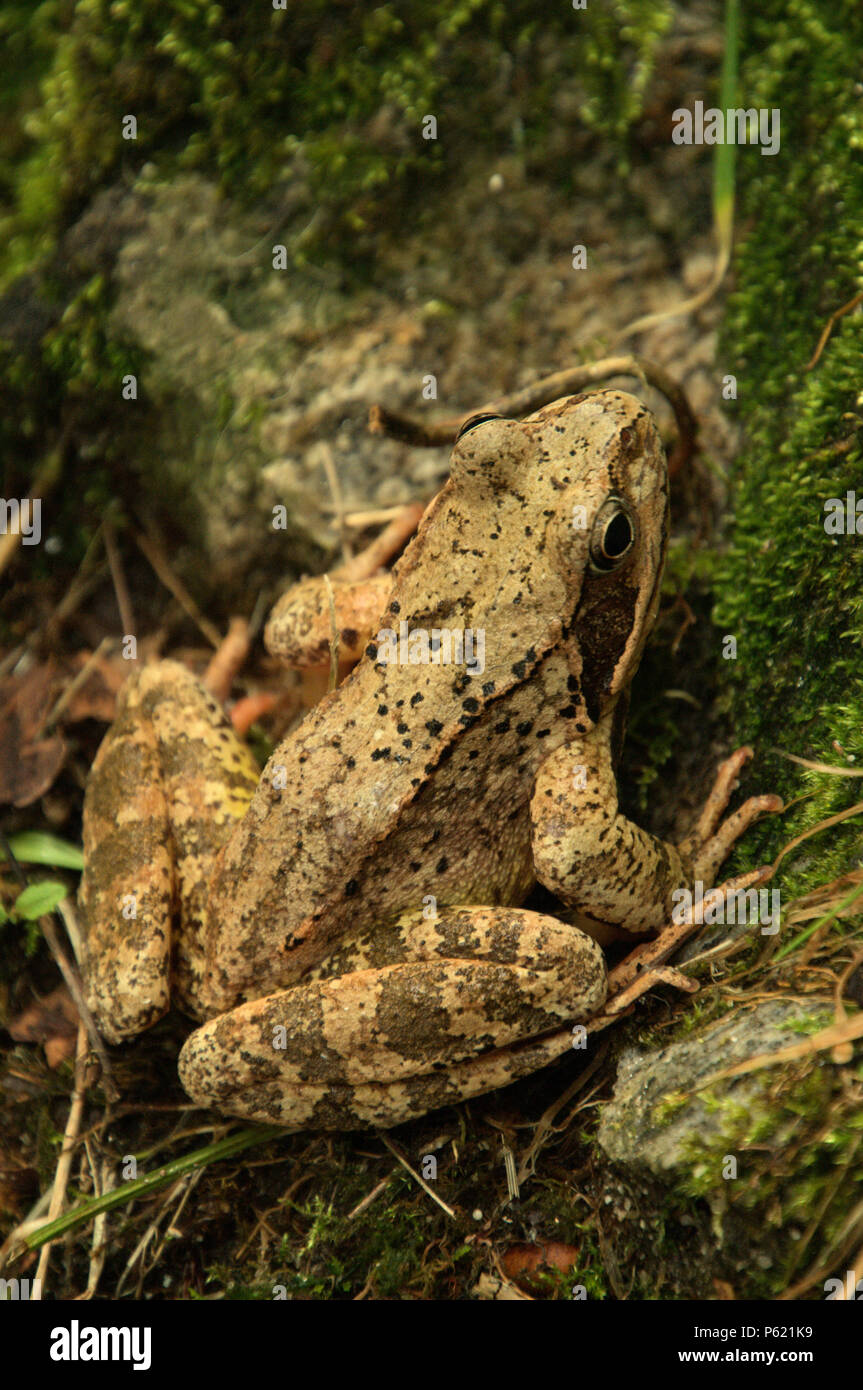 Rana sp.; wood frog in the woods of the Valle Versasca Stock Photo - Alamy