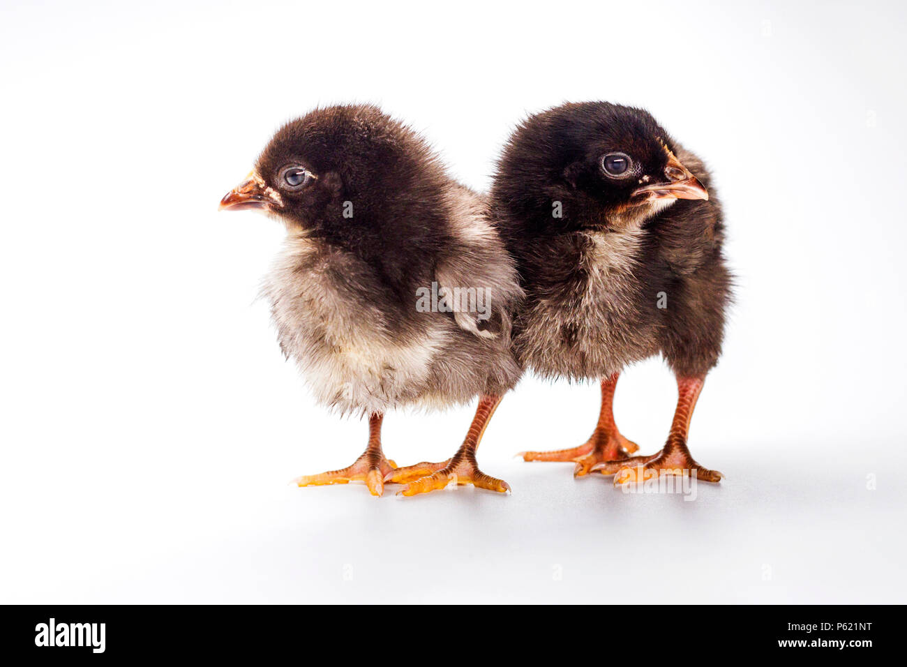 Two chicks are isolated on a white background Stock Photo - Alamy