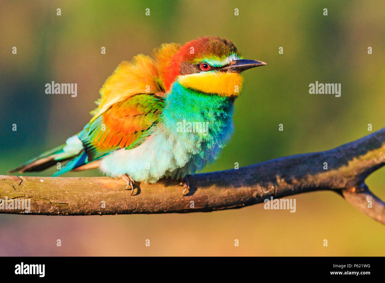 Beautiful exotic bird hi-res stock photography and images - Alamy