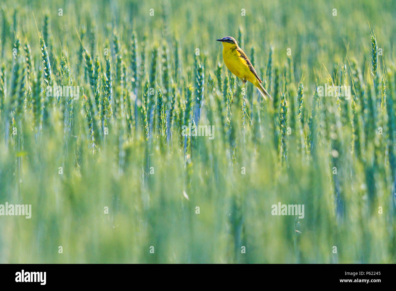 yellow bird sitting among green wheat Stock Photo - Alamy