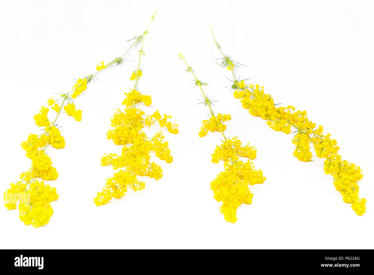 Field yellow flowers blossom Cut Out Stock Images & Pictures - Alamy