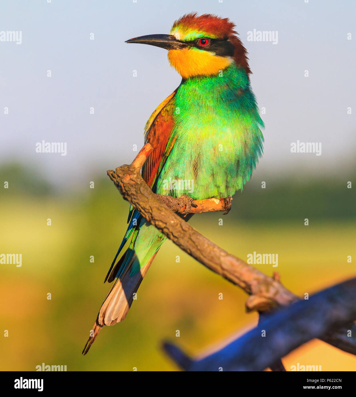 Bird sun rays hi-res stock photography and images - Alamy