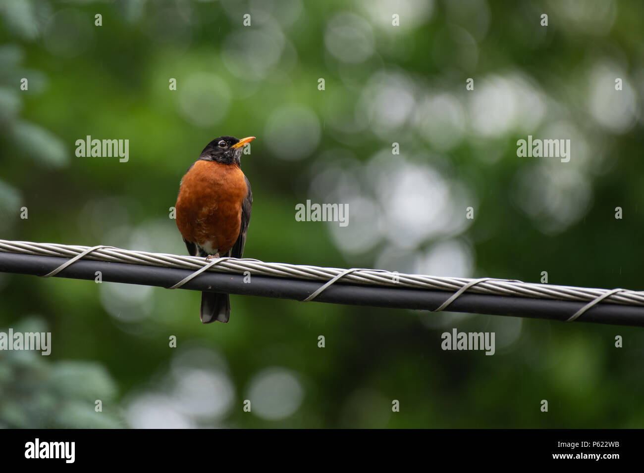 Robin wallpaper hi-res stock photography and images - Alamy