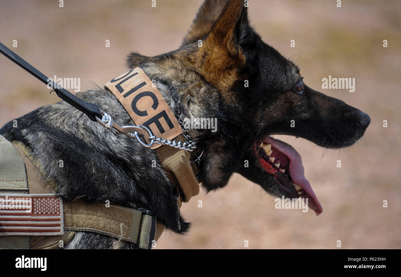 ‘PJ’, a military working dog assigned to the 99th Security Forces ...