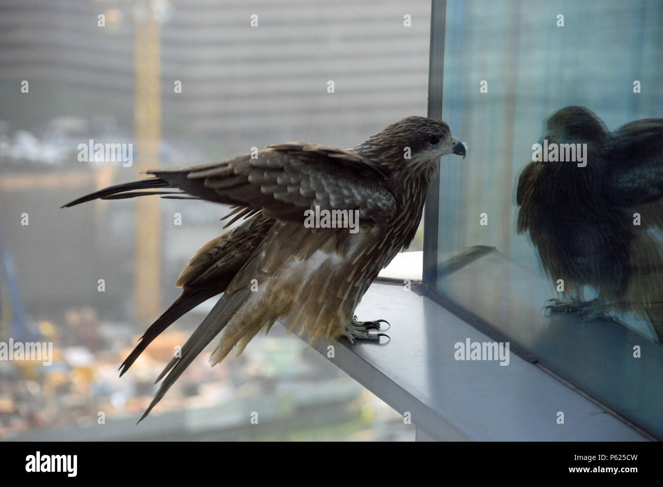 Hawk on skyscraper window Stock Photo - Alamy