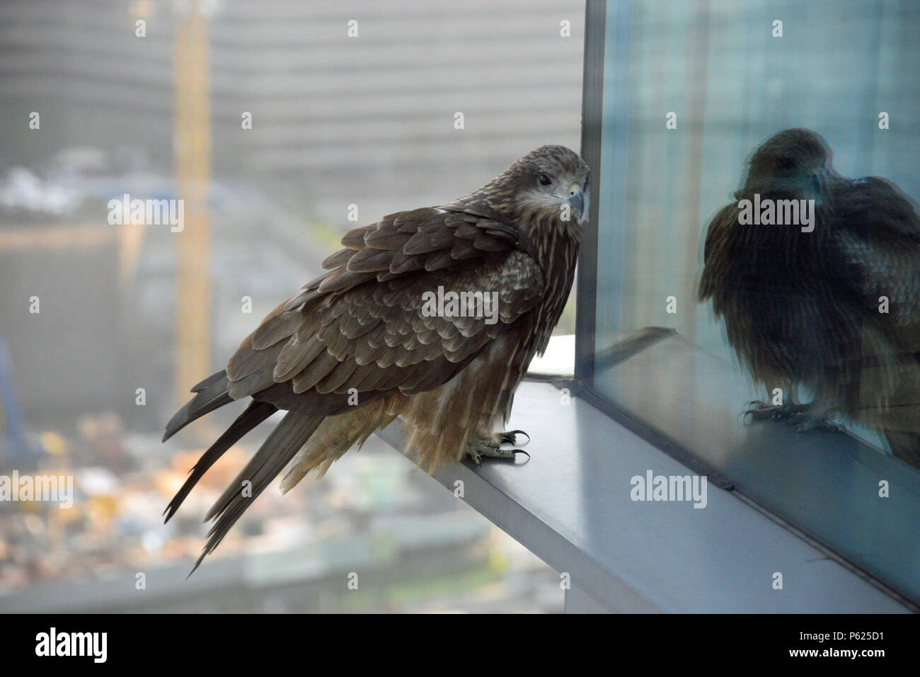 Hawk on skyscraper window Stock Photo - Alamy