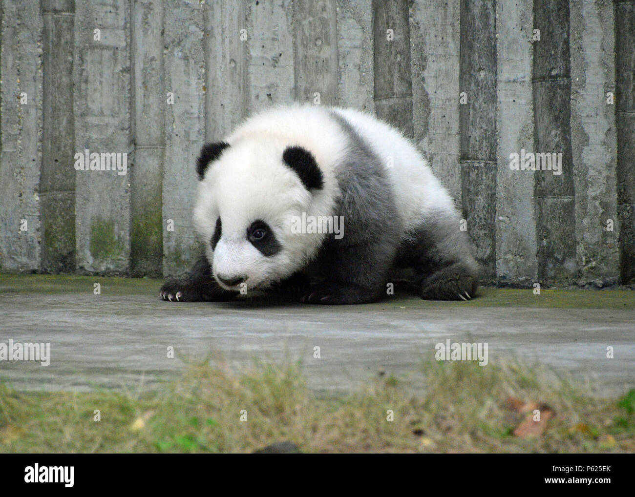Panda cub hi-res stock photography and images - Alamy