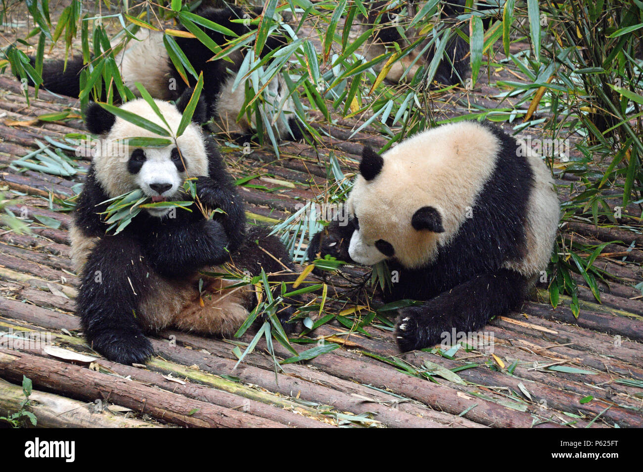 Pandas eating hi-res stock photography and images - Alamy