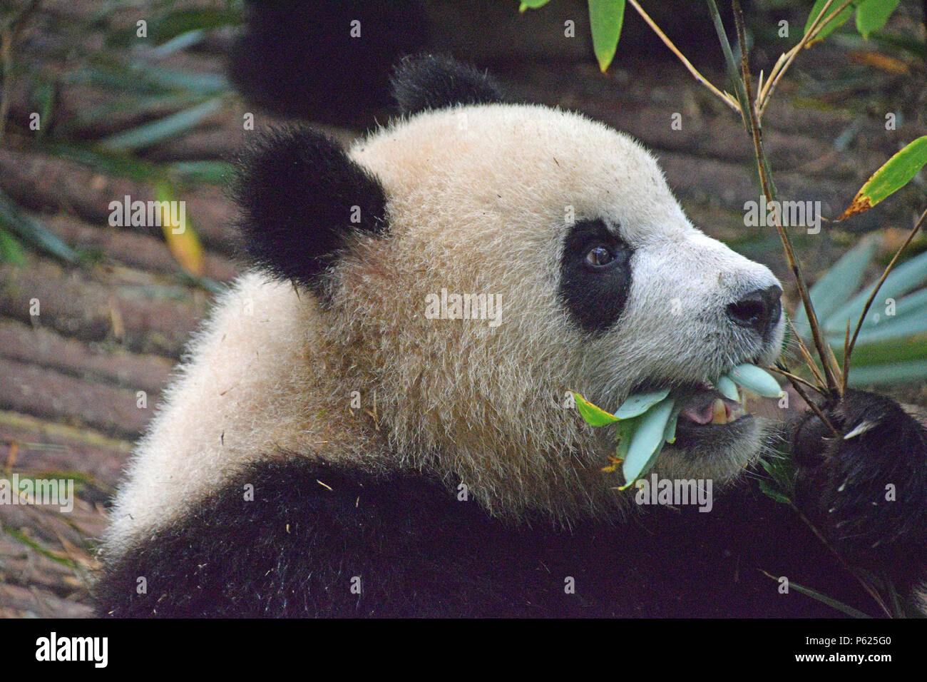 Close up of a Panda eating Stock Photo - Alamy