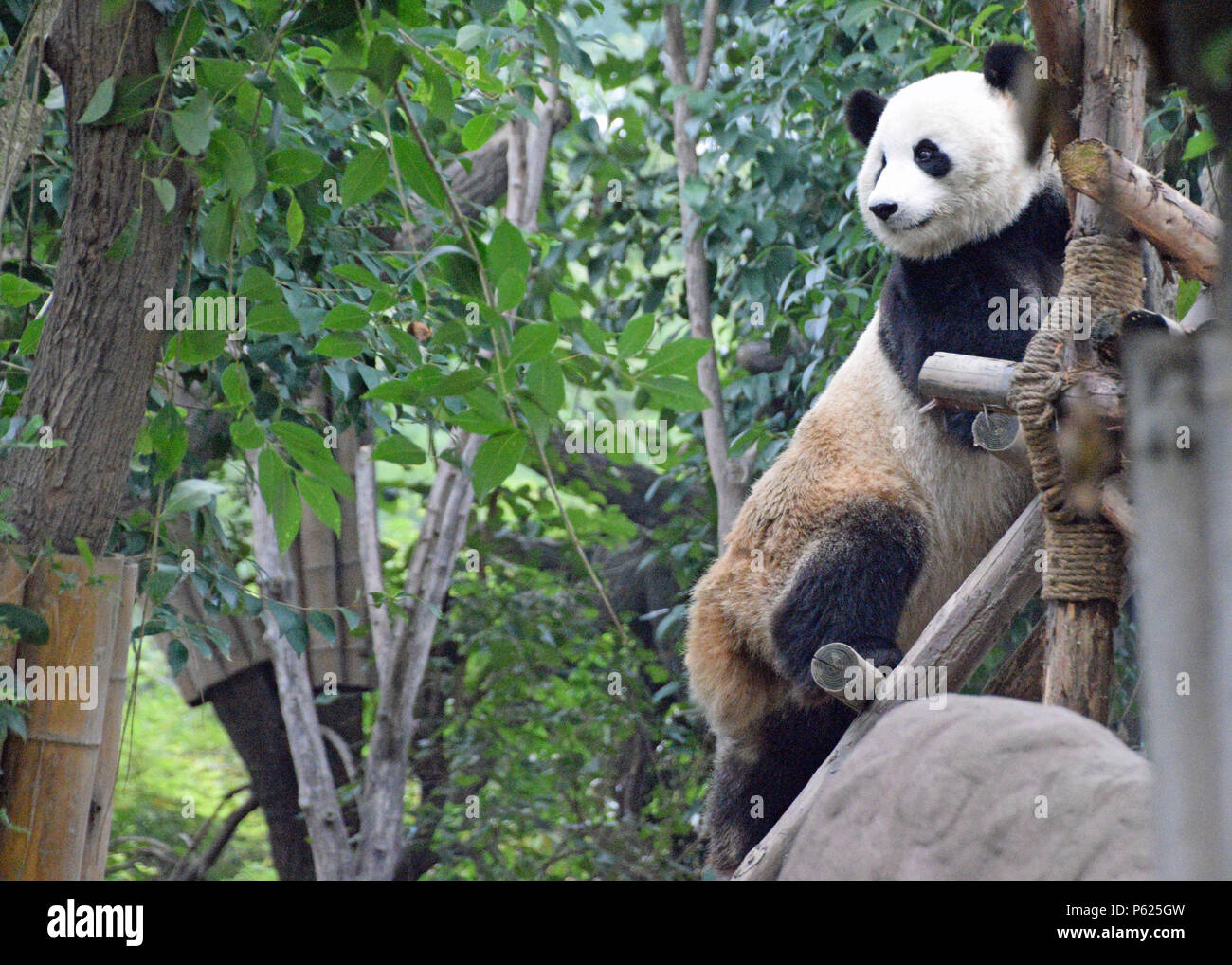 Panda climbing a ladder Stock Photo - Alamy
