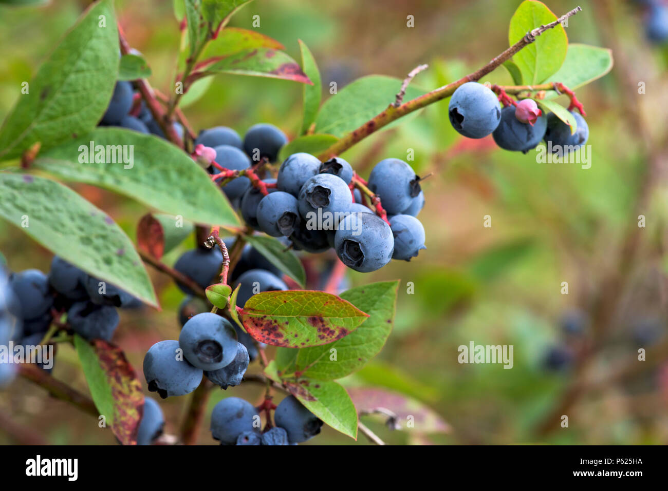 Commercially grown hi-res stock photography and images - Alamy