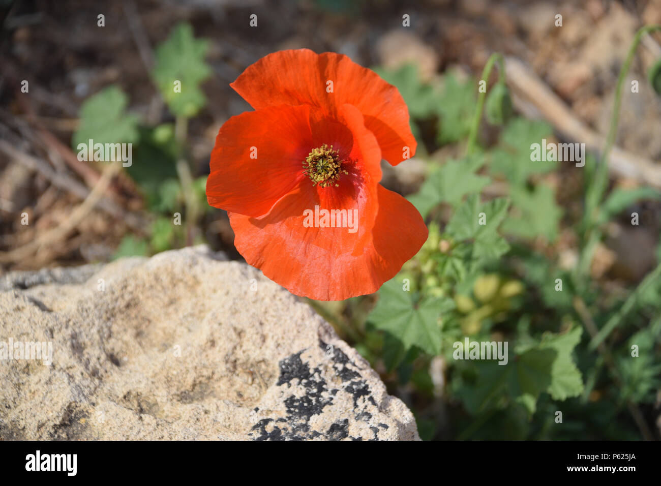 Poppy close-up in Cyprus Stock Photo - Alamy