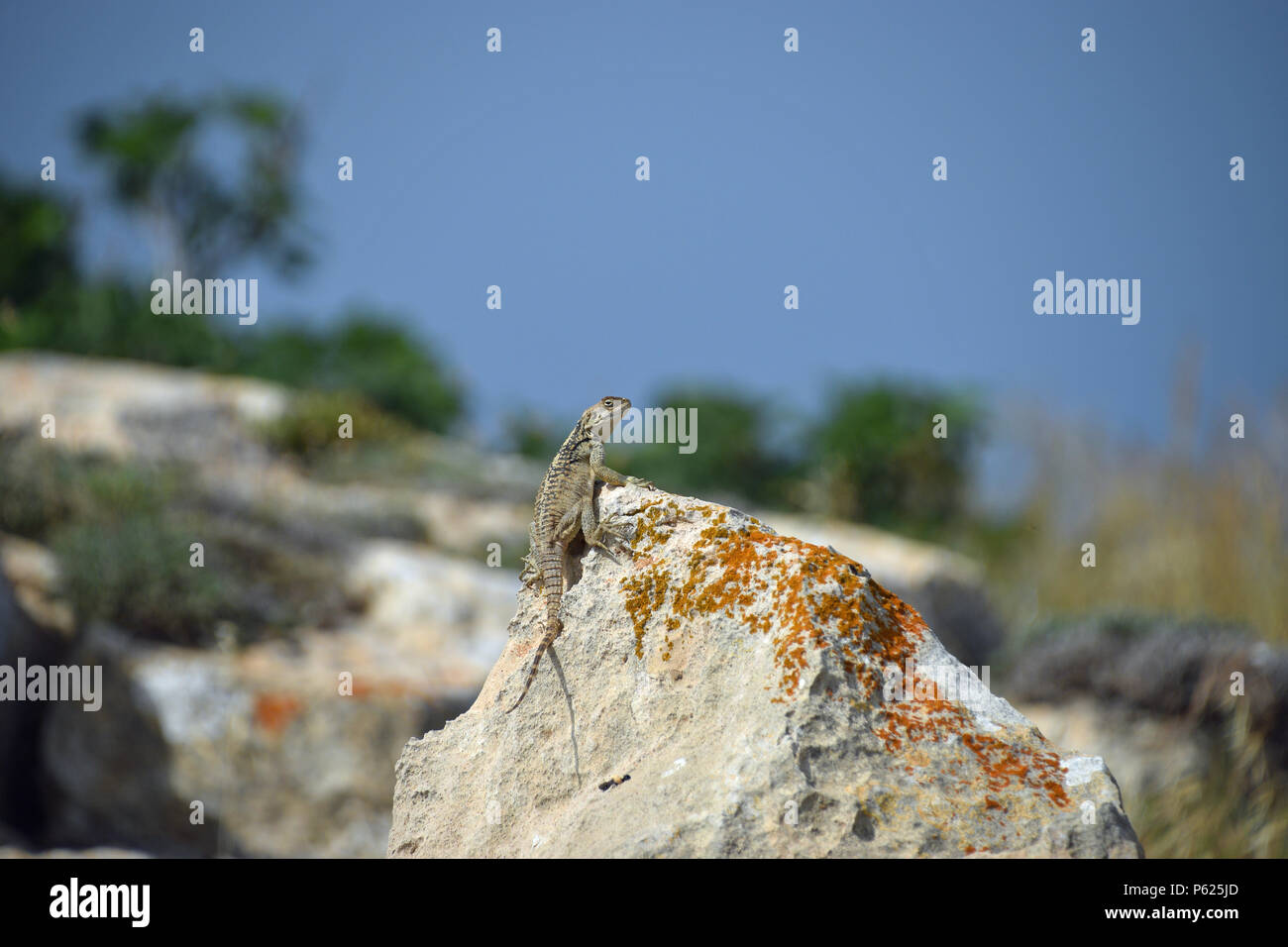 Rock lizard cyprus hi-res stock photography and images - Alamy