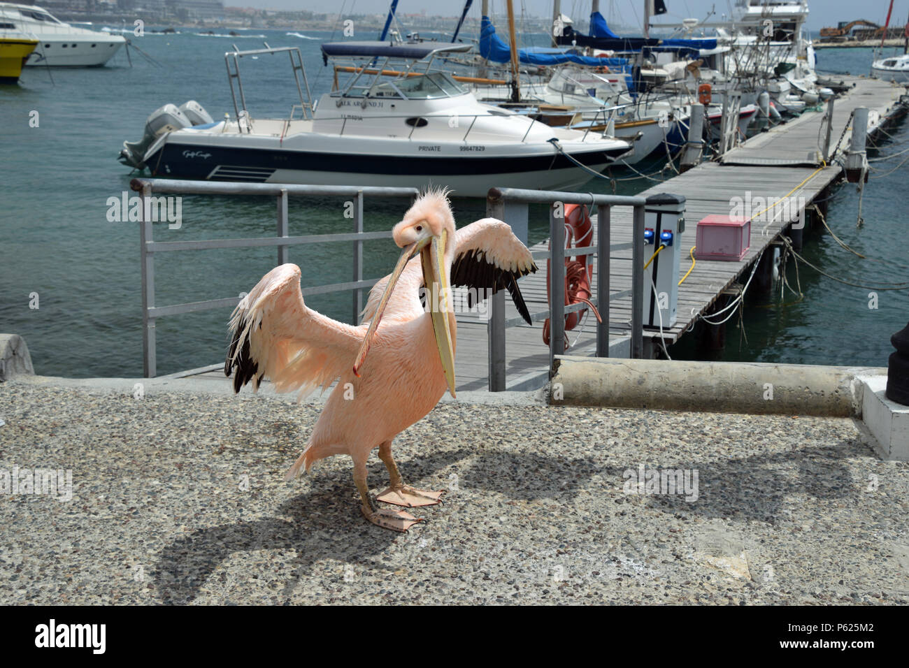 White river cyprus hi-res stock photography and images - Alamy
