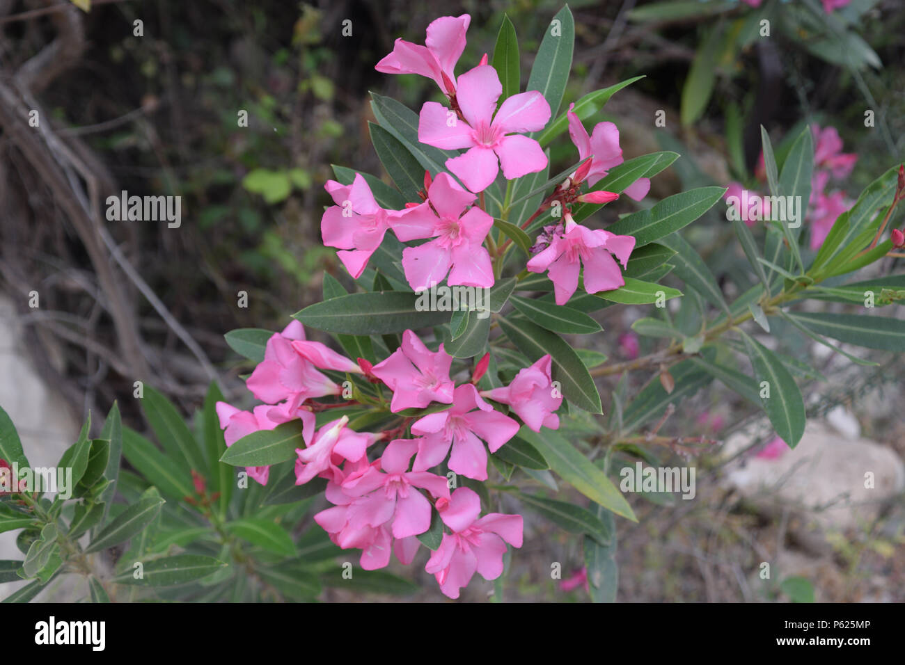 Pink flower in Cyprus Stock Photo - Alamy