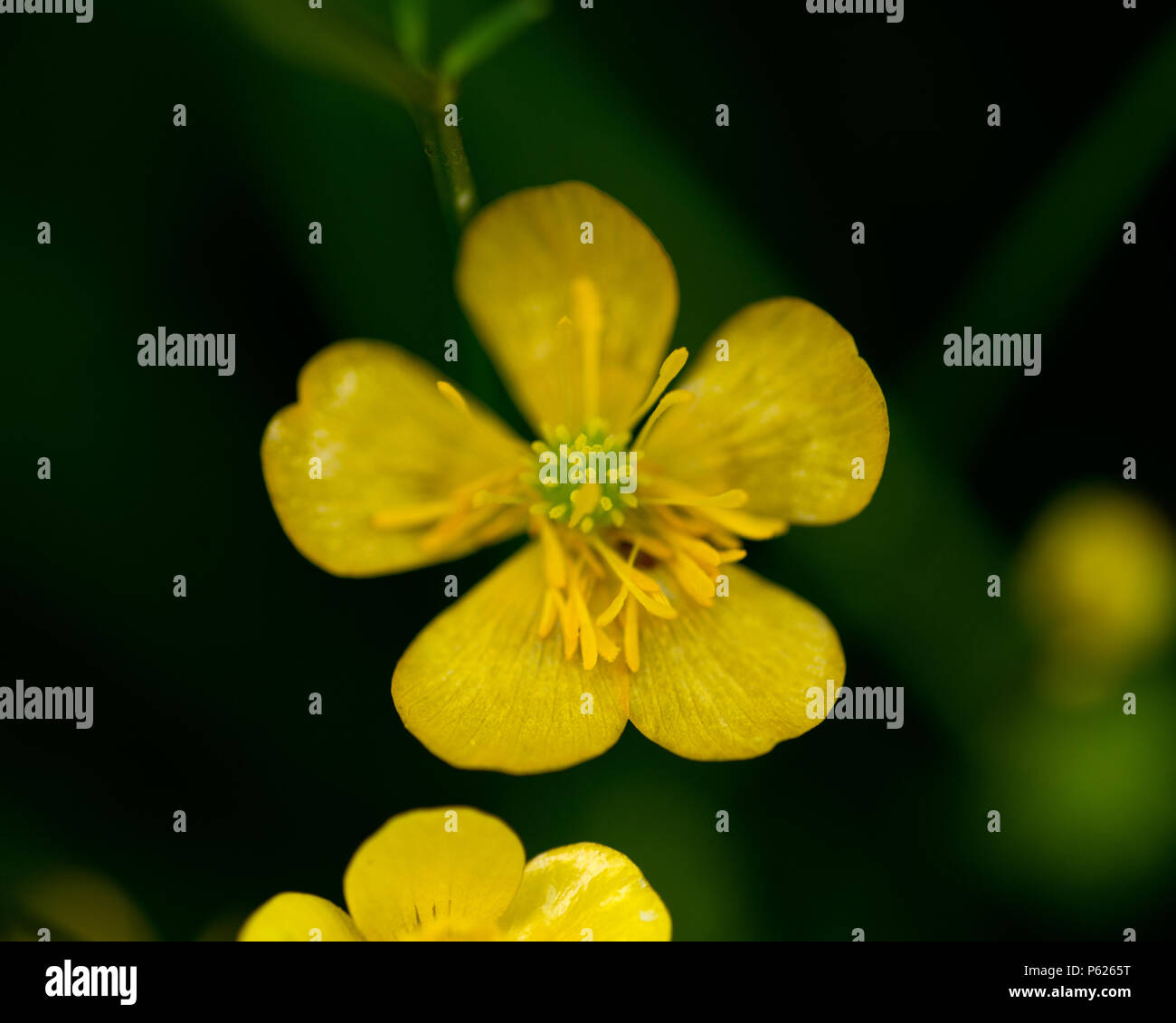 Goldilocks buttercup flowers growing in the High Tatras, Slovakia ...