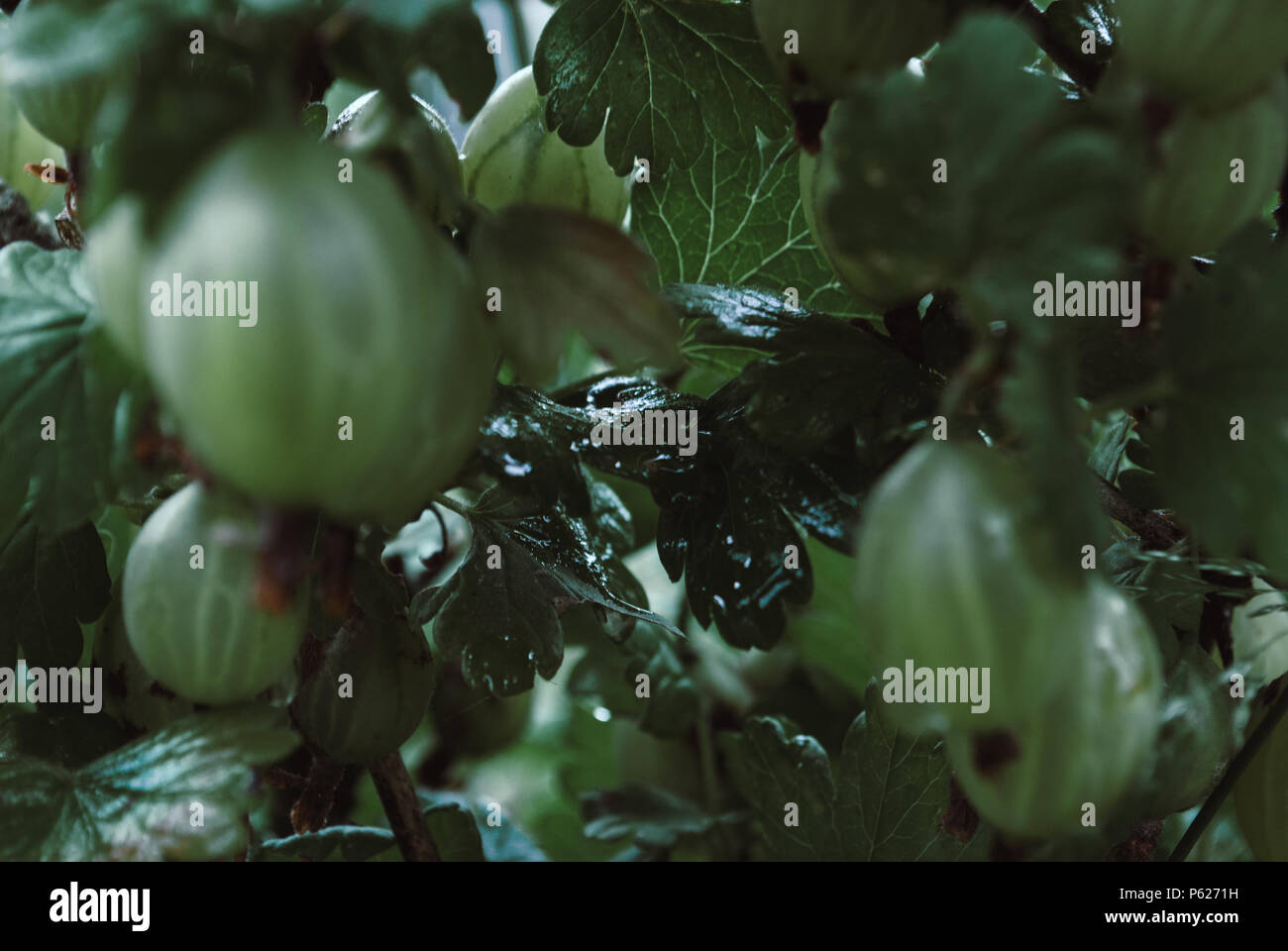 Inside a gooseberry hi-res stock photography and images - Alamy