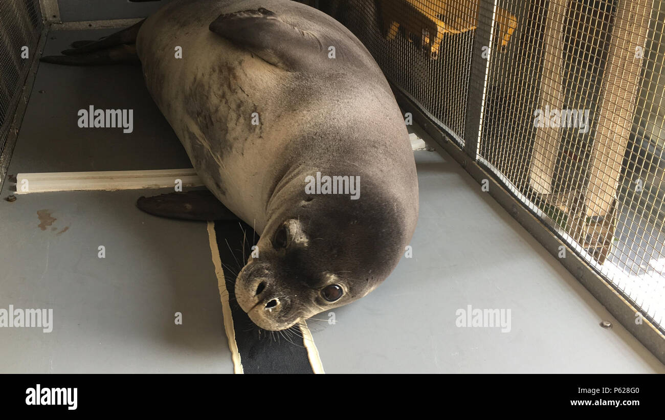 A Hawaiian monk seals rests in its transport cage in Kona, Hawaii ...