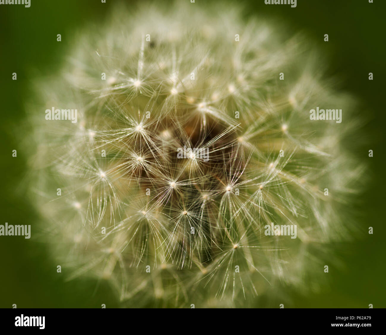Close up of Dandelion seed head, Taraxacum officinale. Flowering ...