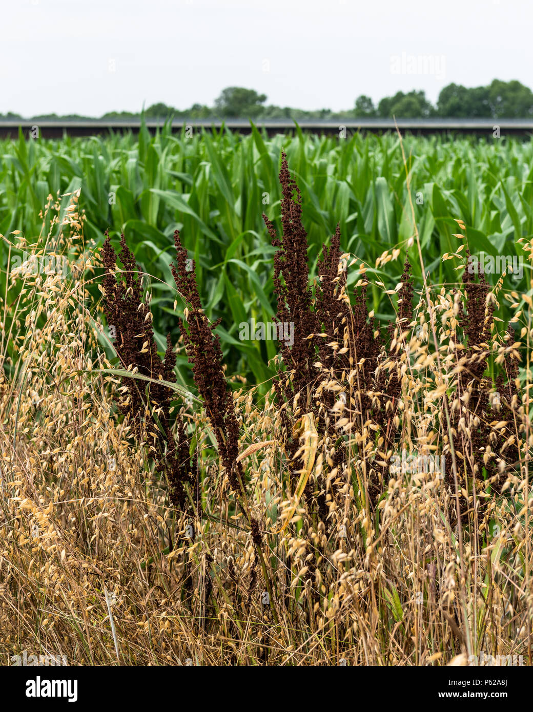 Maize fields hi-res stock photography and images - Alamy
