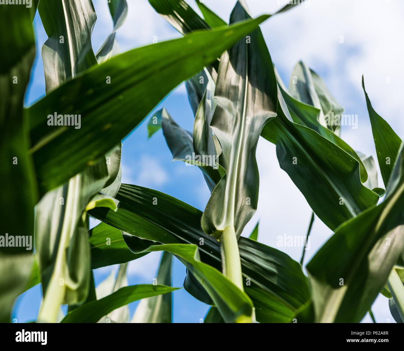 Spring between wheat and maize fields Stock Photo - Alamy