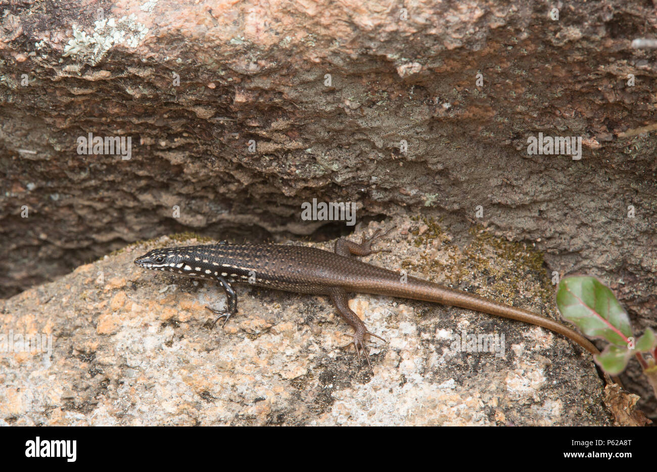 Shiny lizard hi-res stock photography and images - Alamy