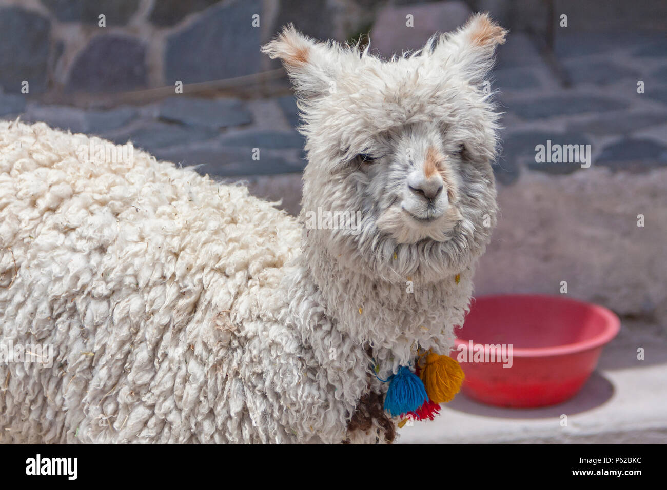Alpaca of Peru Stock Photo - Alamy