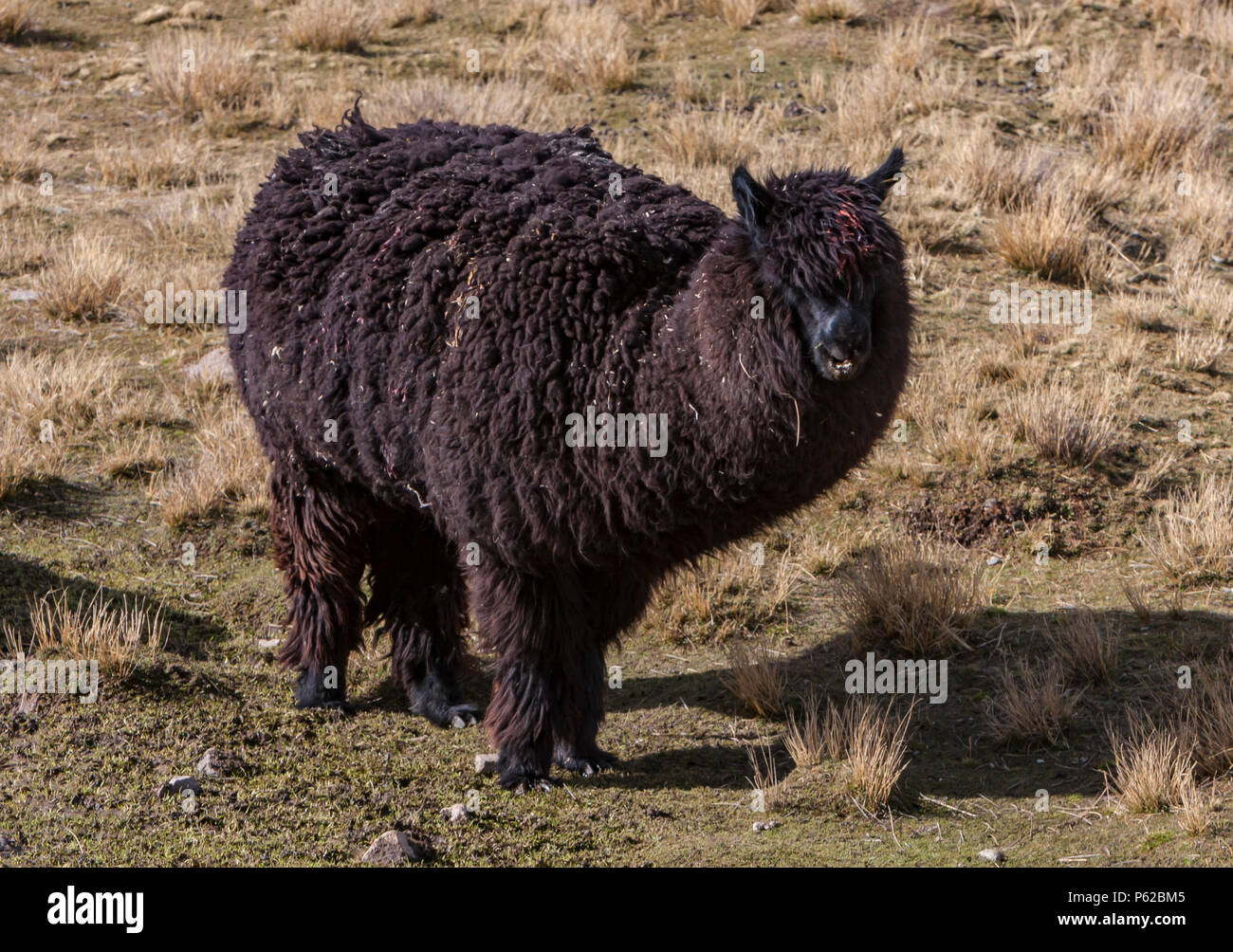 Alpaca of Peru Stock Photo - Alamy
