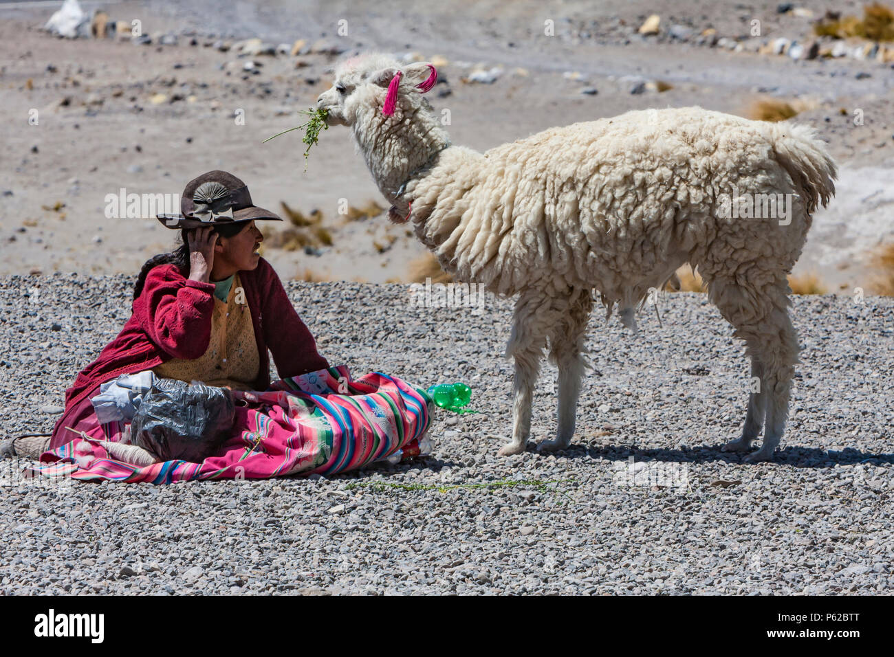 Alpaca of Peru Stock Photo - Alamy