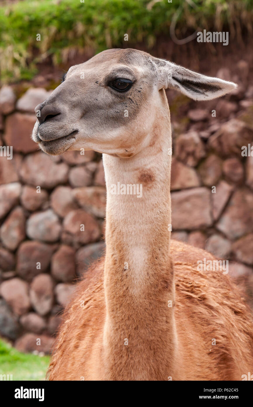Llamas of Peru Stock Photo - Alamy