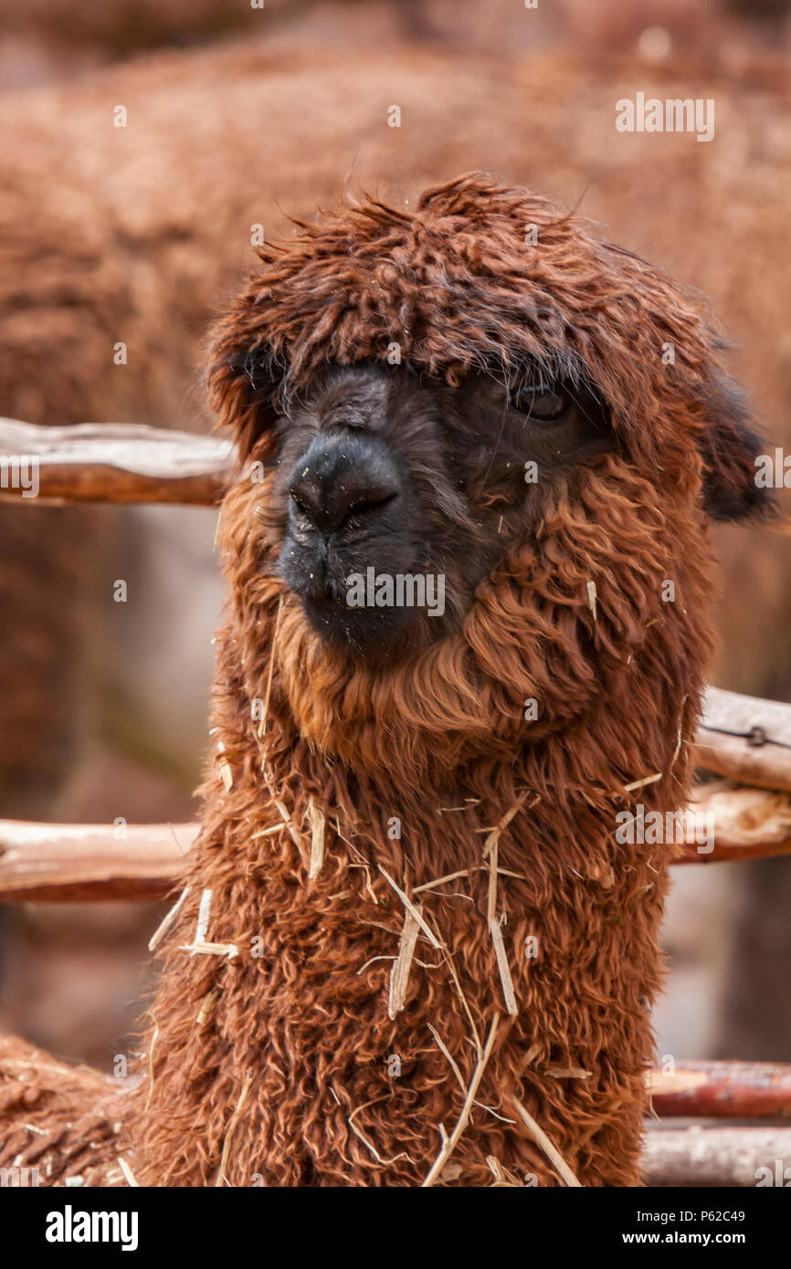 Peru alpaca wool children hi-res stock photography and images - Alamy