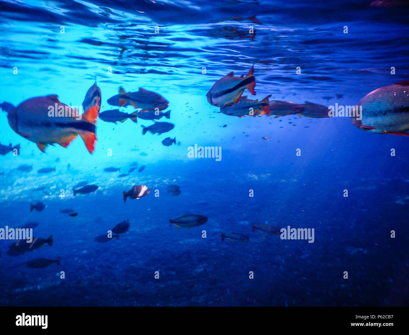 Beautiful fish in turquoise waters in river of the city of Bonito in ...