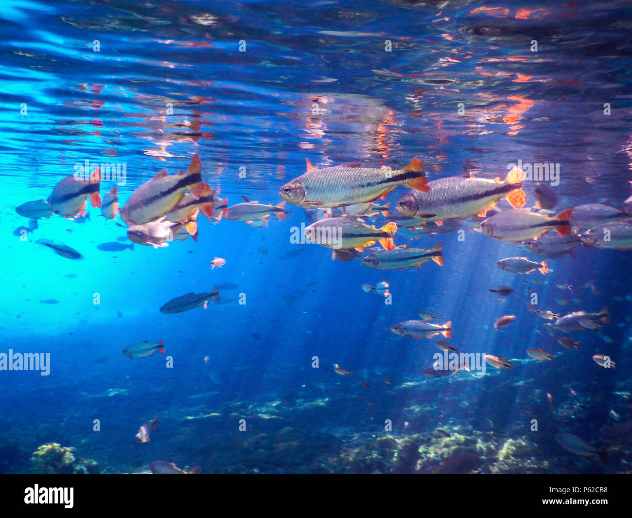 Beautiful fish in turquoise waters in river of the city of Bonito in ...