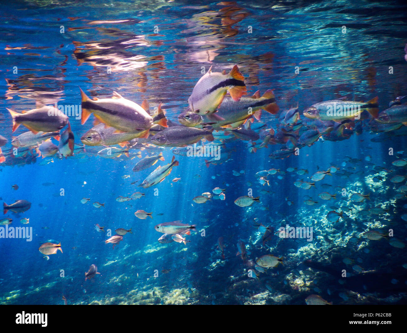 Beautiful fish in turquoise waters in river of the city of Bonito in ...