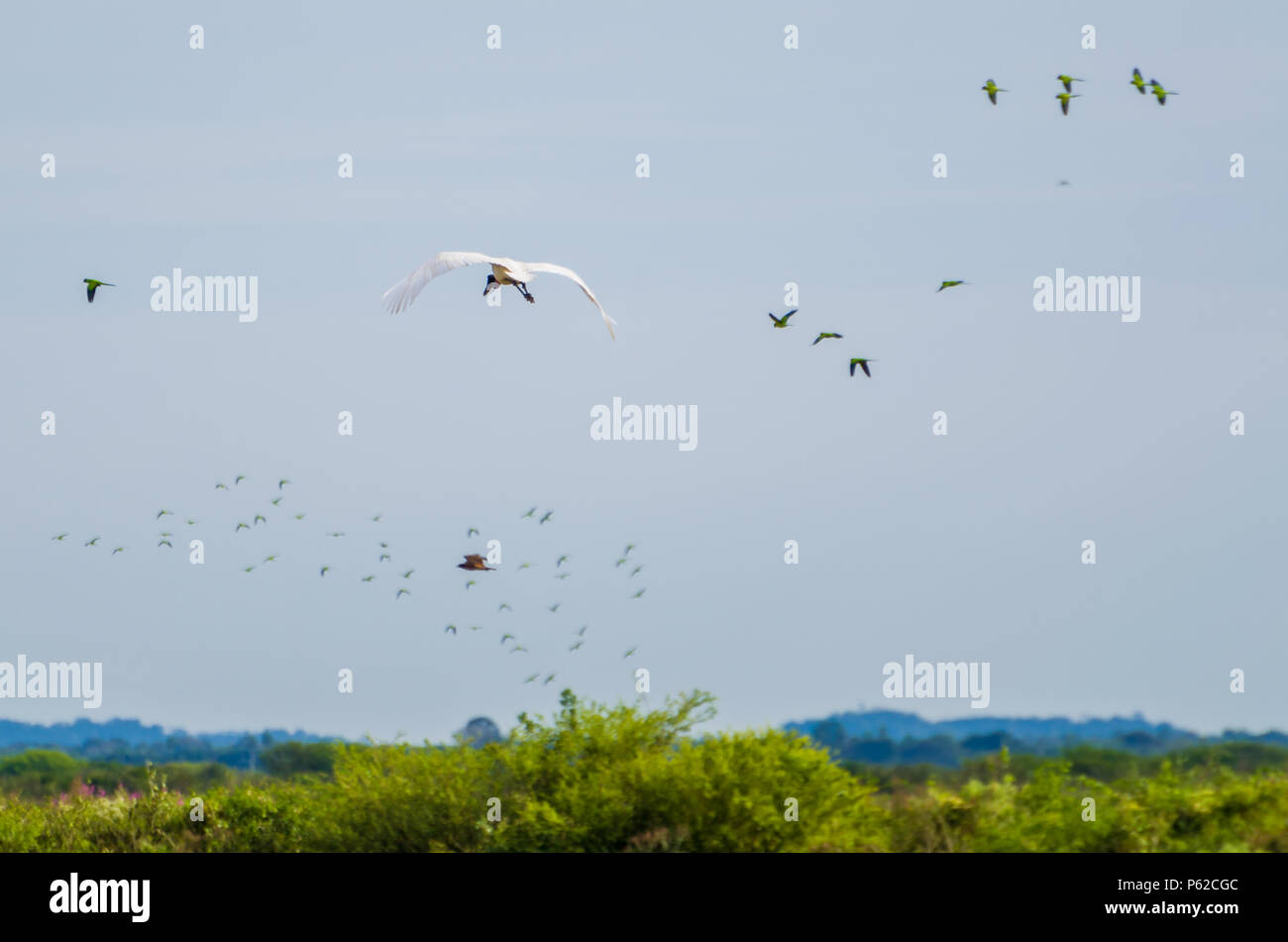 Beautiful bird Tuiuiu or Jabiru (Jabiru mycteria) in the Brazilian ...