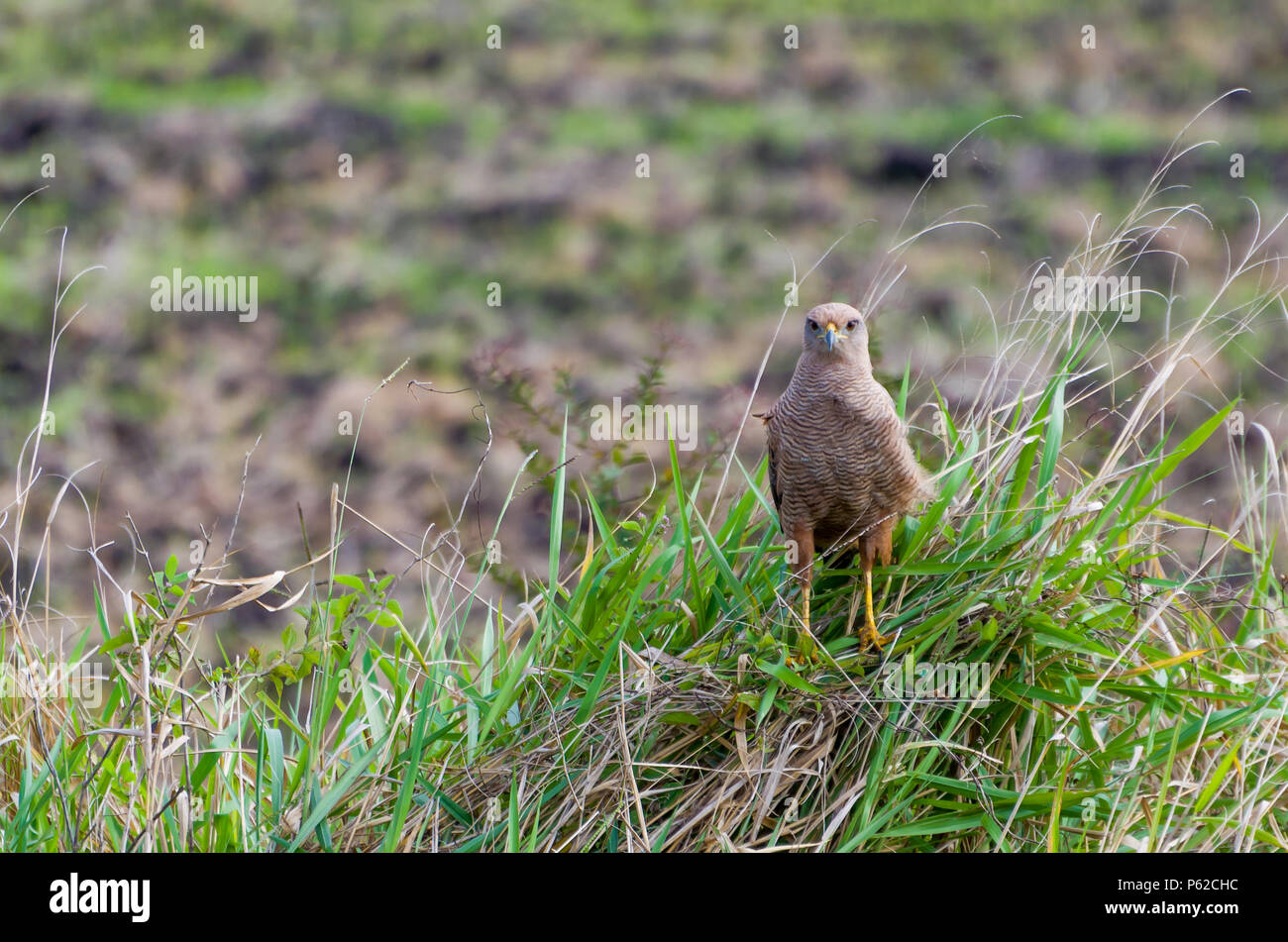 Giant Cabloco or Savanna Hawk (Heterospizias meridionalis) bird in the ...